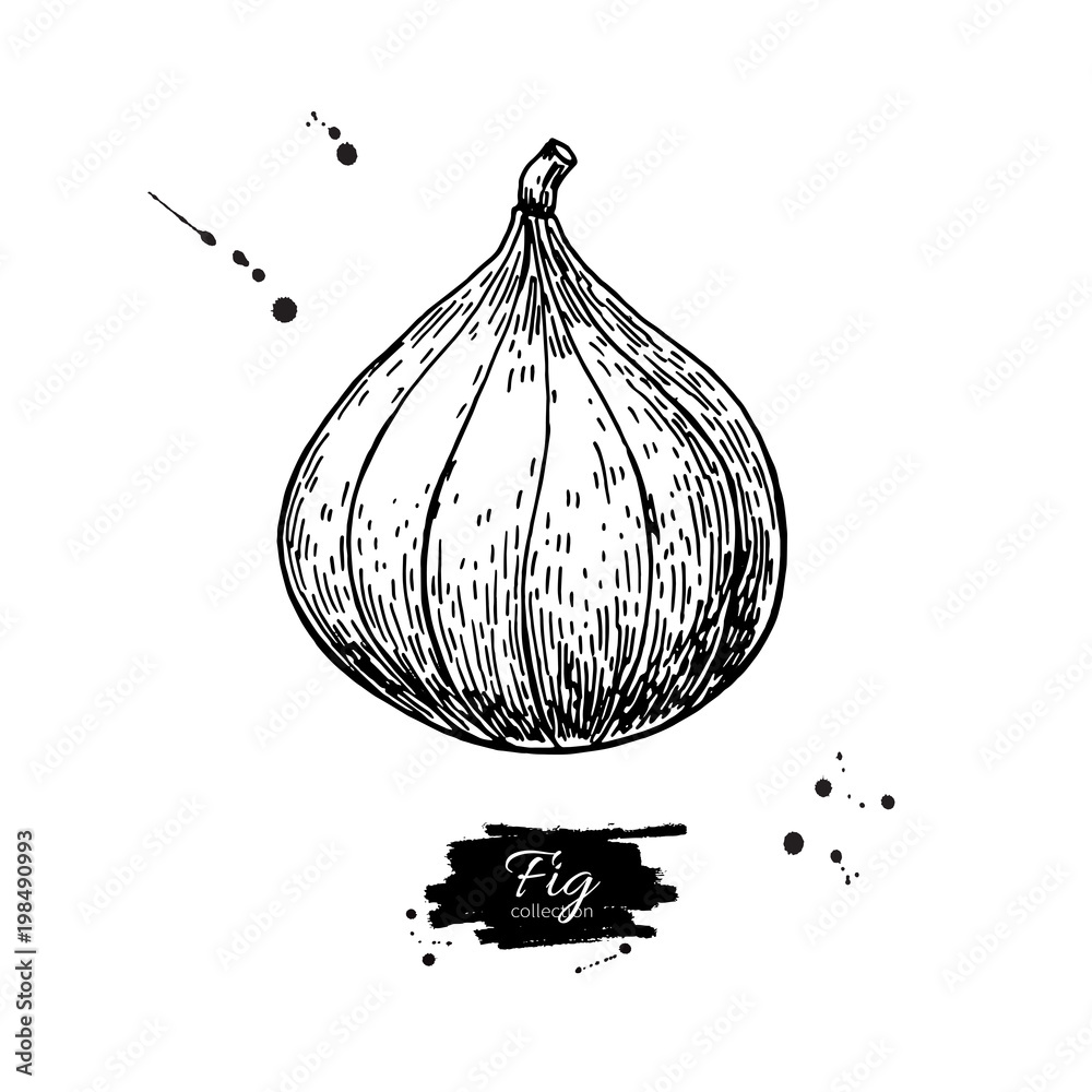 Fig vector drawing. Hand drawn isolated fruit. Summer food Stock Vector ...
