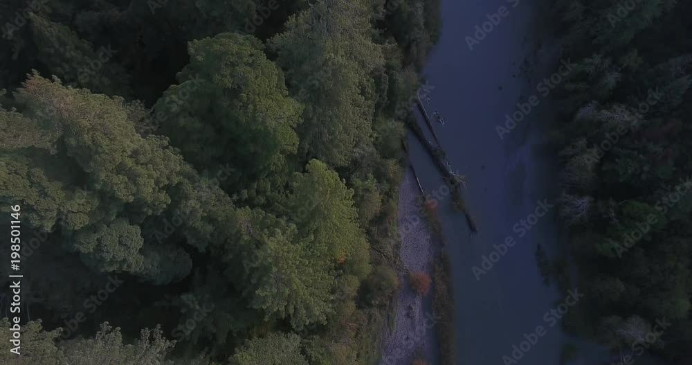 Backwords looking down on tall trees Redwood, Aerial, 4K, 8s, 2of50 ...