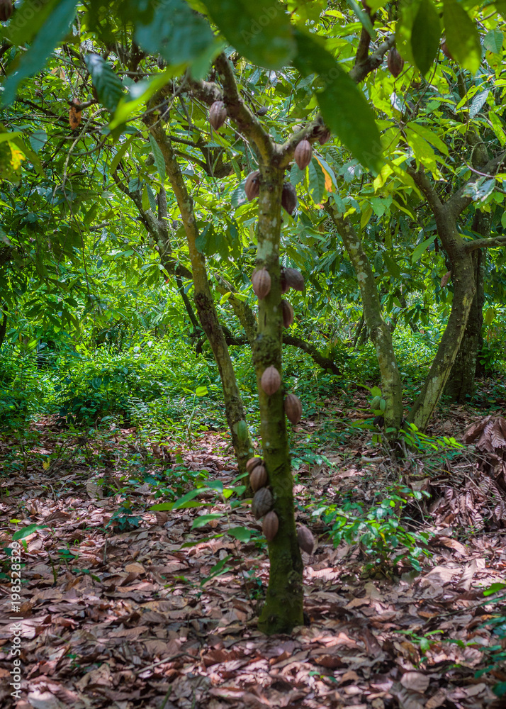 Poster Coco tree at coco farm – Wall Art | UkPosters