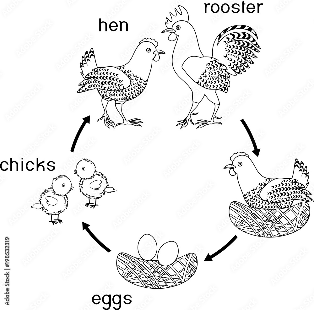 Chicken life cycle. Stages of chicken growth from egg to adult bird ...