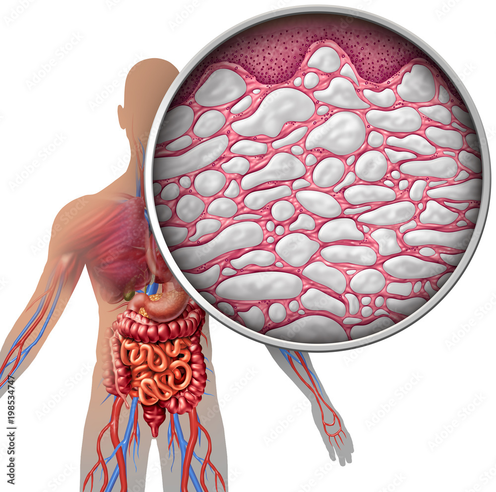 Interstitium Human Body Anatomy Stock Illustration | Adobe Stock
