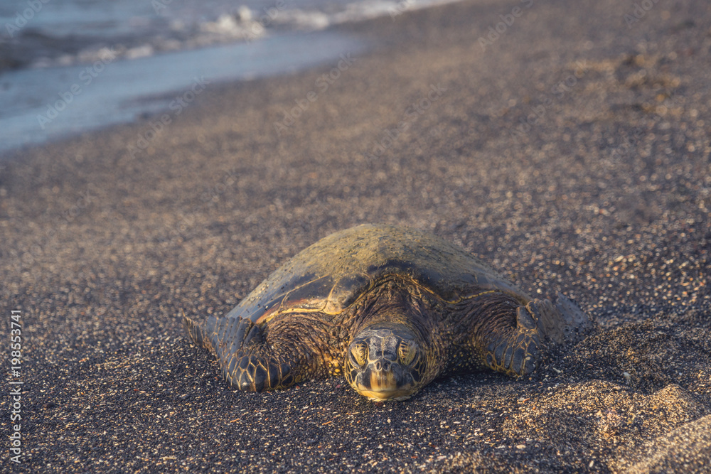 Sea Turtle Front View
