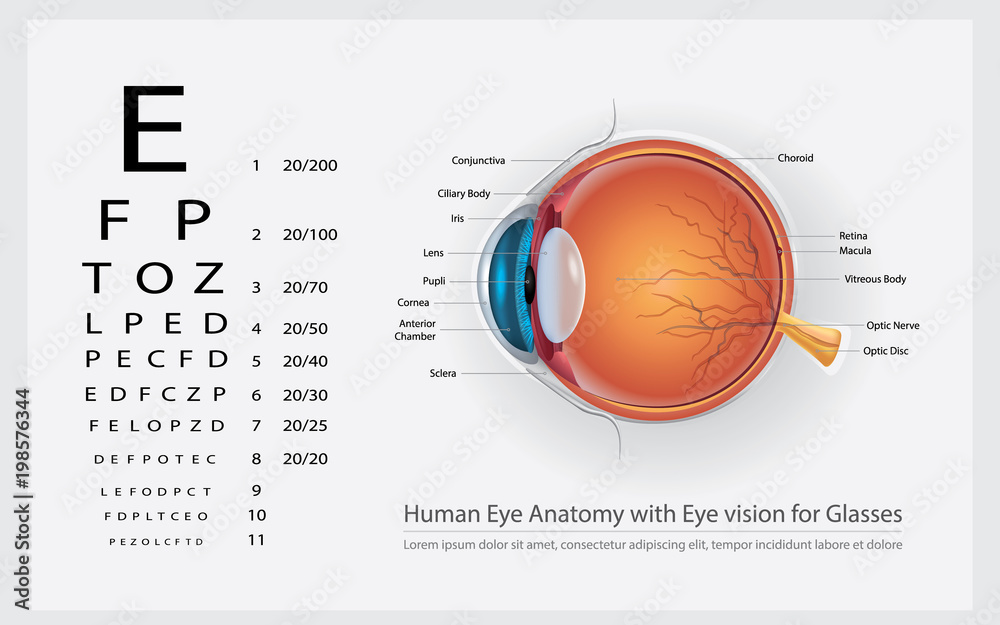 Human Eye Anatomy with Eye Vision for Glasses Vector Illustration Stock ...