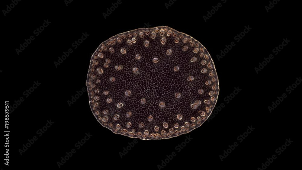 rotating Stem of a plant - microscopic cross section cut of a plant ...