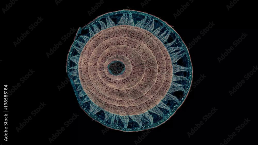 rotating Stem of a plant - microscopic cross section cut of a plant ...