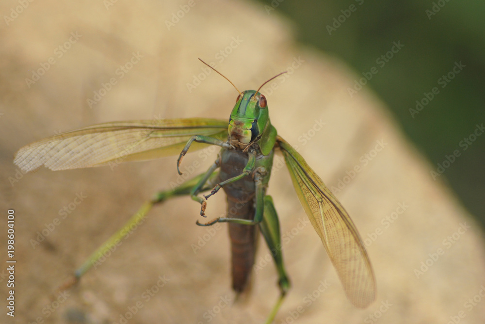Green large Locusts flying with wide open wings, front view, soft ...