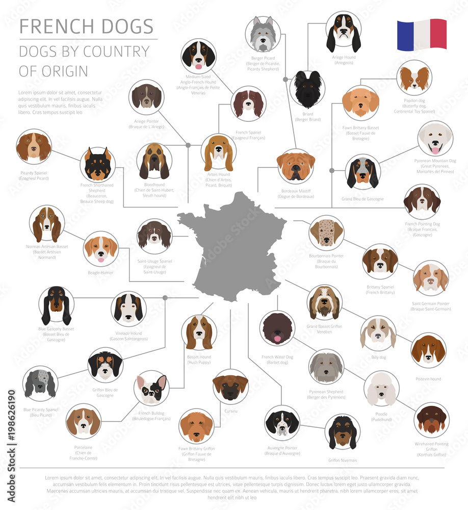 Dogs by country of origin. French dog breeds. Infographic template ...