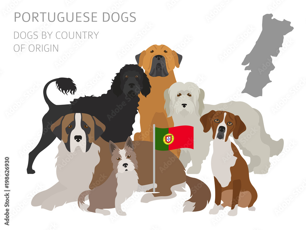 How Long Do Saint Miguel Cattle Dog Live