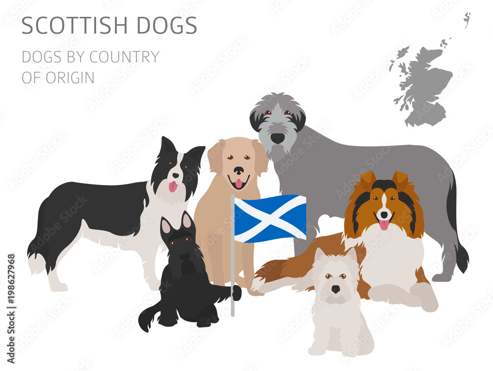 Vetor de Dogs by country of origin. Scottish dog breeds. Infographic ...