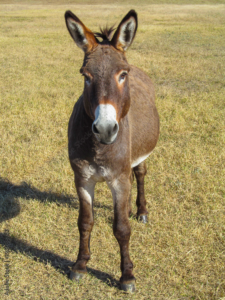 Donkey - in front view. Cute animal standing on a farming pasture with ...