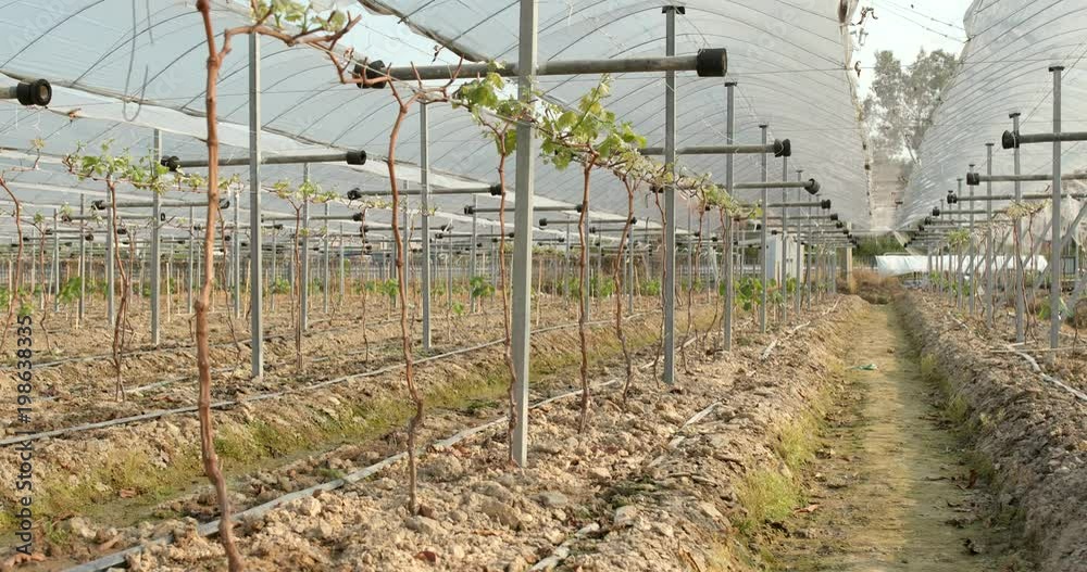 New Green Grape farm Stock Video | Adobe Stock