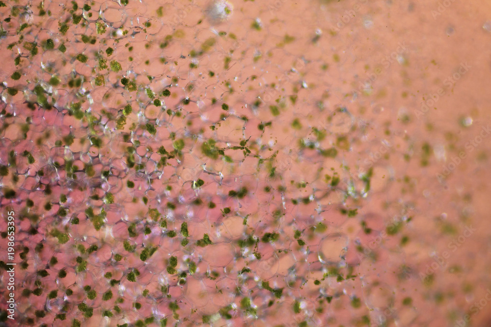 plant cells (from leaf) under microscope - 100x Stock Photo | Adobe Stock