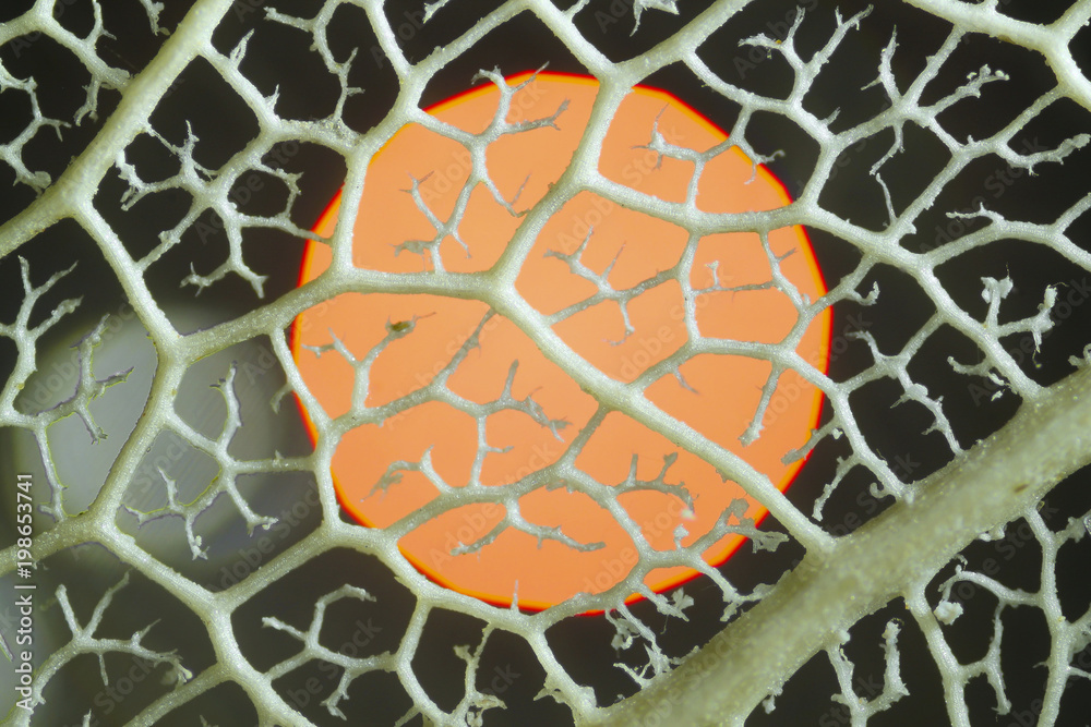 veins from plant leaf under microscope - 40x Stock Photo | Adobe Stock