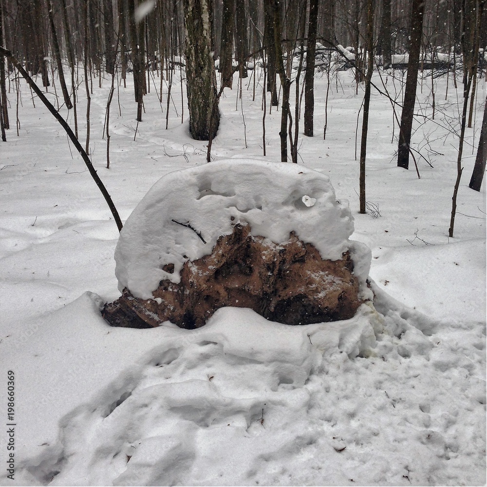 Alien from another world. Bark of a tree-a sculptural portrait of the ...