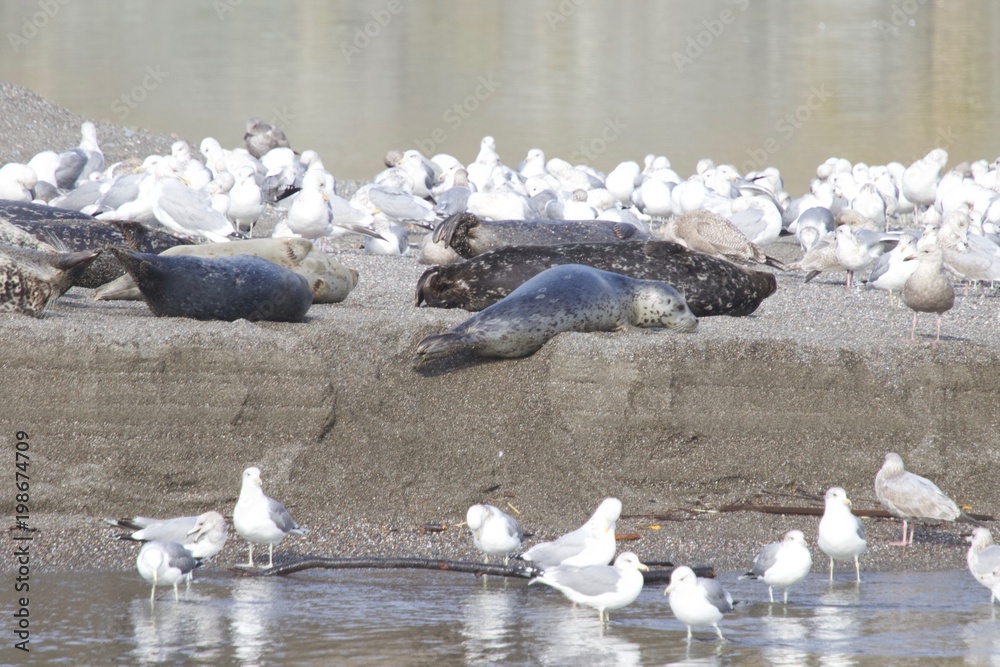 Goat Rock Beach is located between Goat Rock Point and the Russian ...