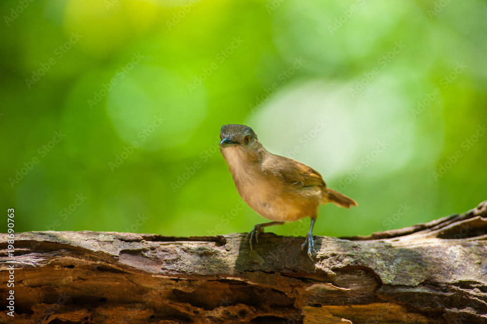 White-chested babbler ( Trichastoma rostratum) birds on tree branch ...