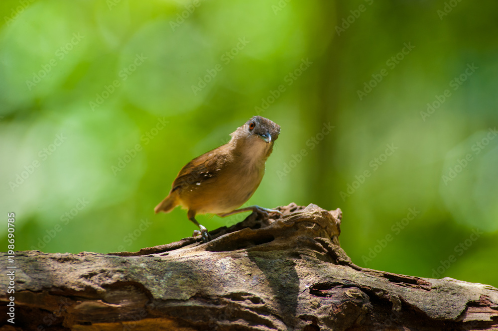 White-chested babbler ( Trichastoma rostratum) birds on tree branch ...