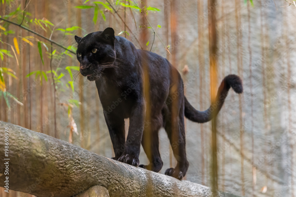 A black panther is the melanistic color variant of any big cat species ...