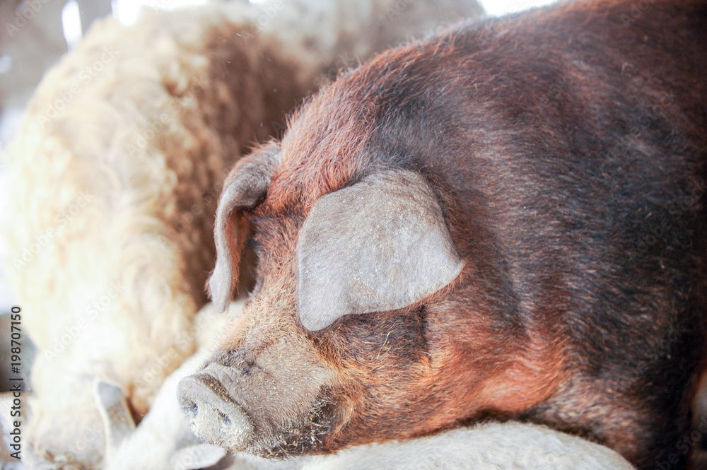 Big producer of red wild boar. Meat breed of pigs Duroc. Pigs grazing ...