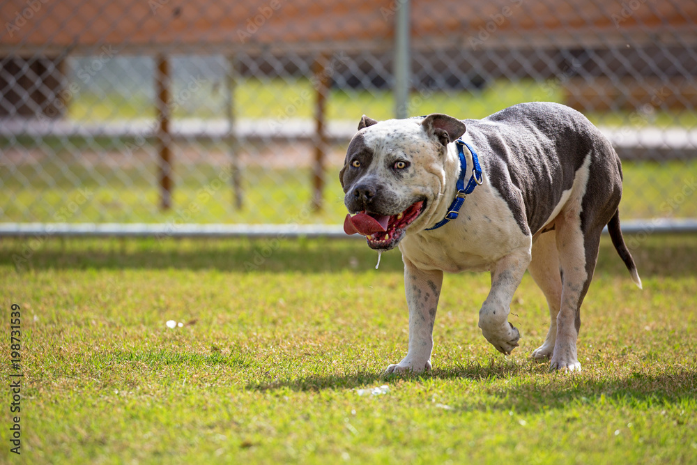 Pit Bull Playing in Dog Park Stock Photo | Adobe Stock