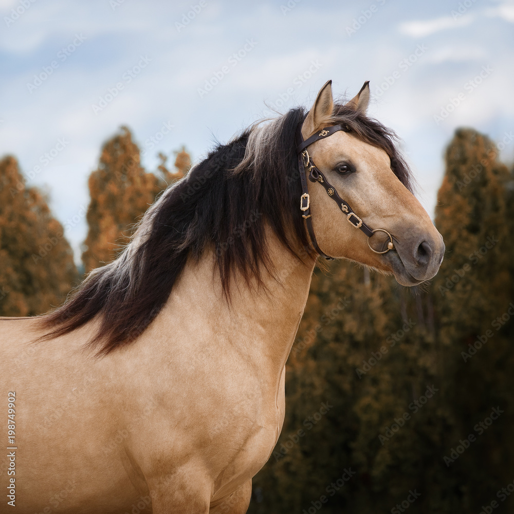 Buckskin Morgan Horse