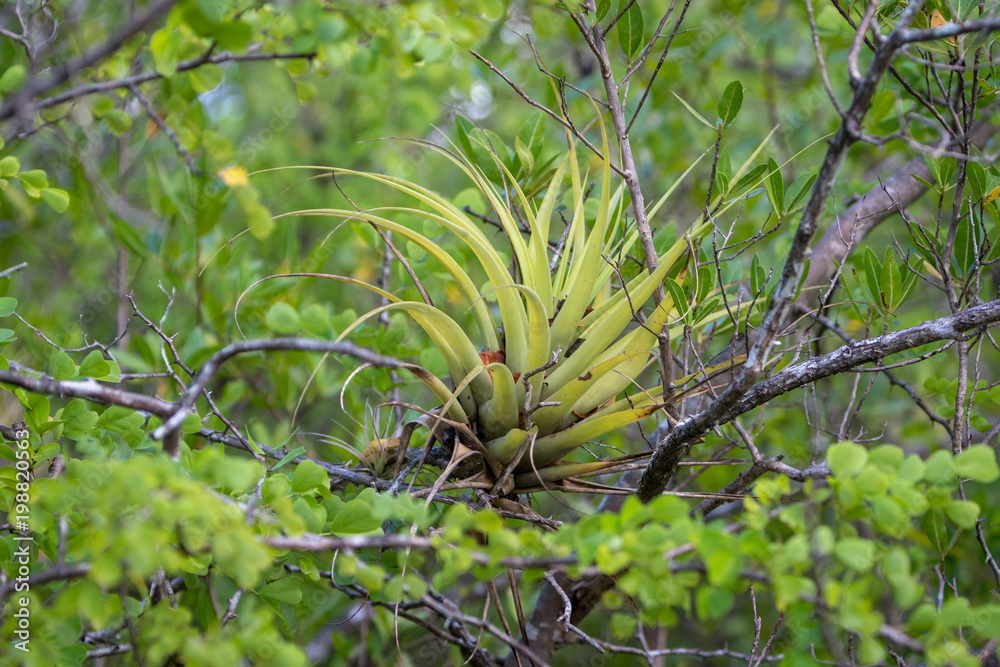 Bromeliad On Tree