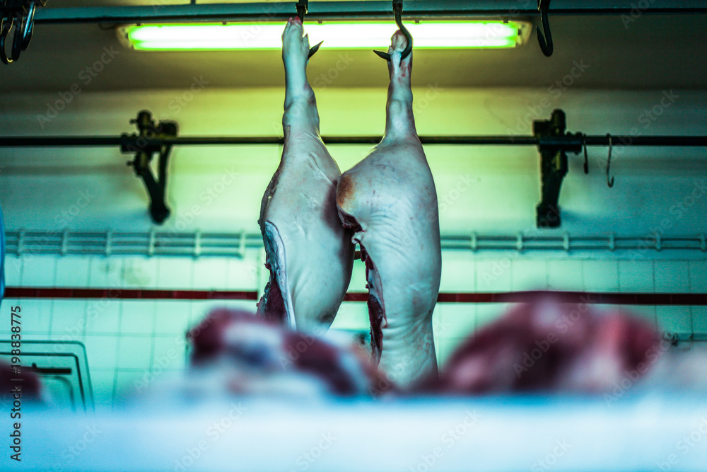 half dead pigs hanging in a slaughterhouse after killing from a butcher ...