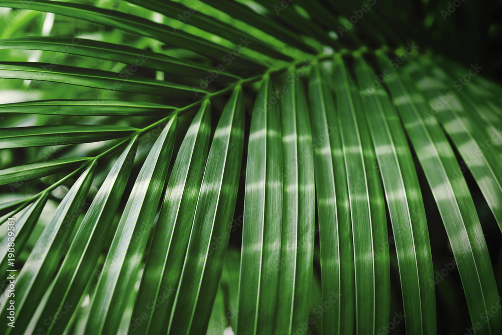 Green tropical palm leaf with sunlight background Stock Photo | Adobe Stock