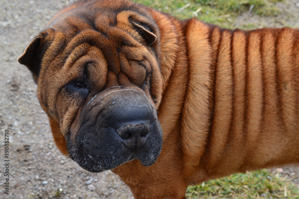 What Breed Of Dog Has A Wrinkled Forehead