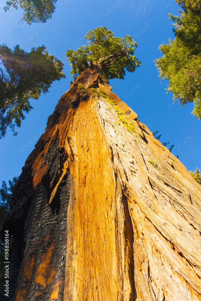 Giant Sequoia trees in Sequoia National Park. Stock Photo | Adobe Stock
