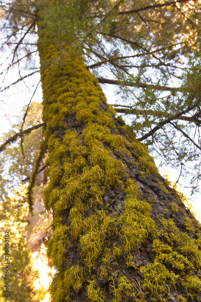 Lichens on the Giant Pine Trees in Sequoia National Park. Stock Photo ...