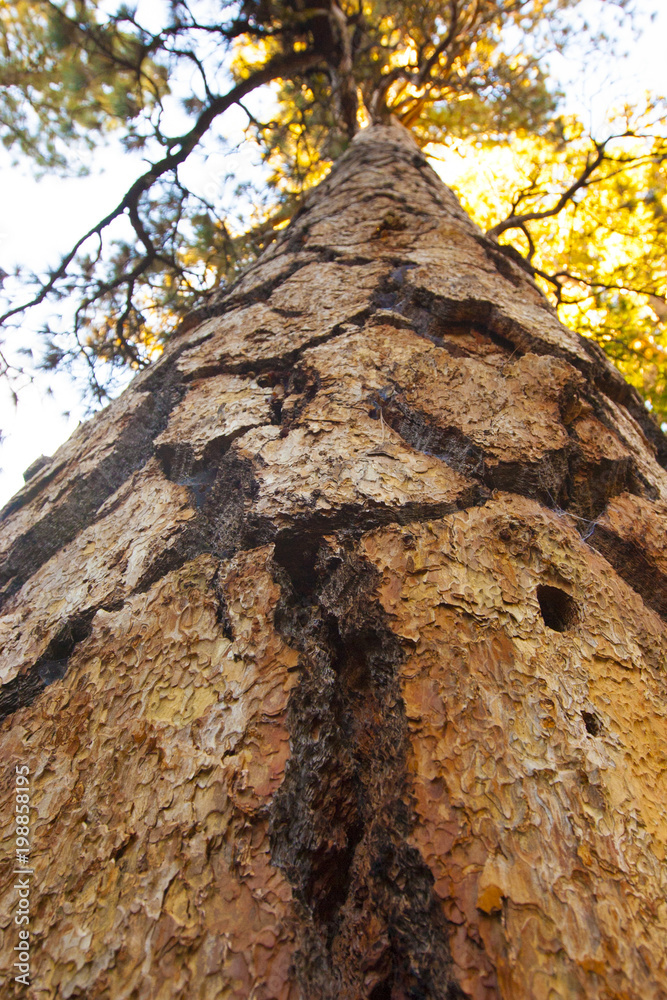 Giant pine trees in Sequoia National Park. Stock Photo | Adobe Stock