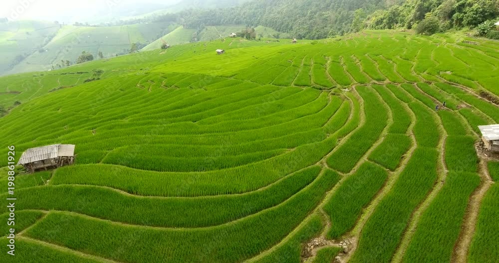 Asian rice field terrace on mountain side, lush agriculture land. Rice ...