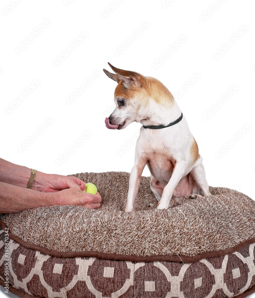 Are Rat Terrier Part Chihuahua