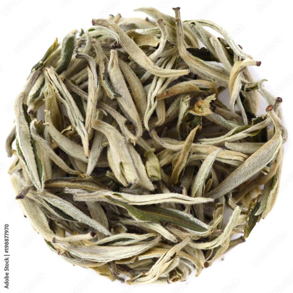 Snow Buds White Tea Stock Photo | Adobe Stock
