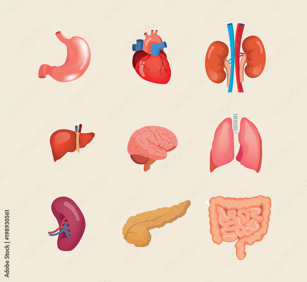 Set realistic human organs. Anatomy body, biology, structure internal ...