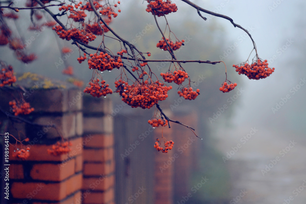 Rowan tree and red rowanberry with hanging rain drops on rainy foggy ...