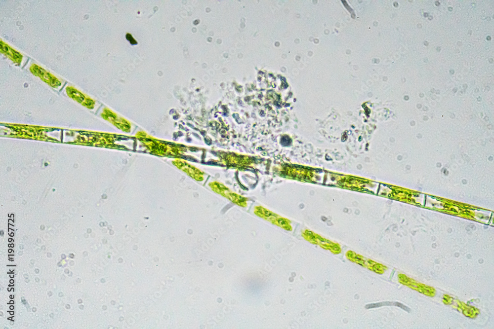 Algae under a microscope. The microscopic world. Stock Photo | Adobe Stock