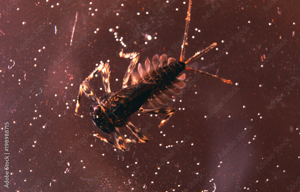 larve aquatique de tipule Stock Photo | Adobe Stock