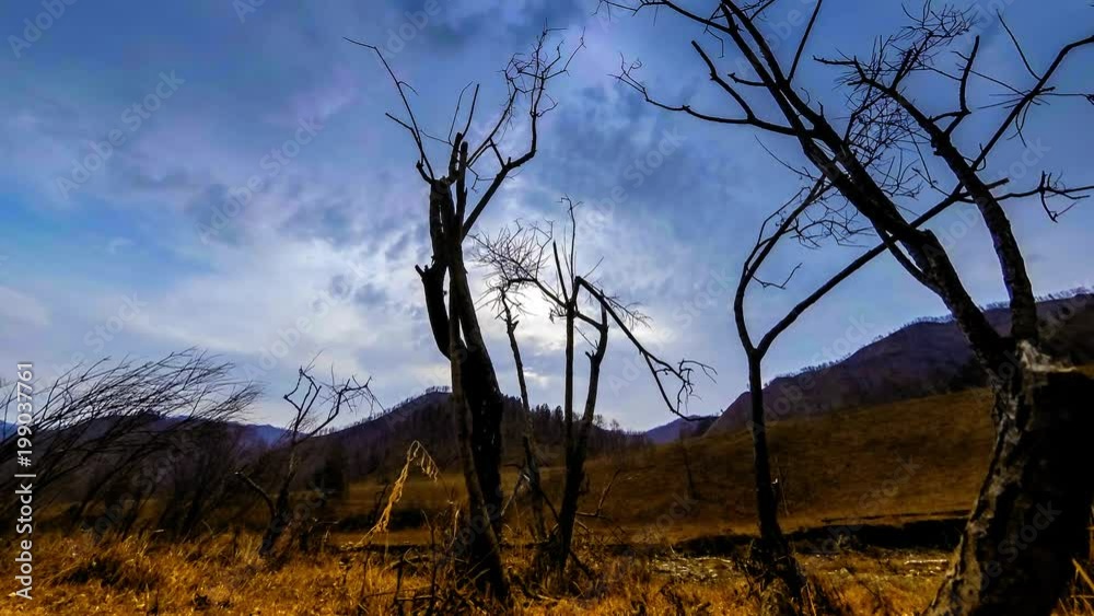 4K UHD time lapse of death tree and drought disaster, dry yellow grass ...