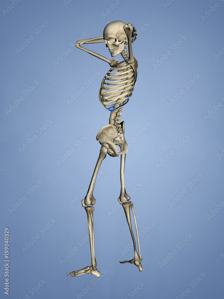 Tenth Rib, Rib Cage, 3D Model Stock Illustration | Adobe Stock