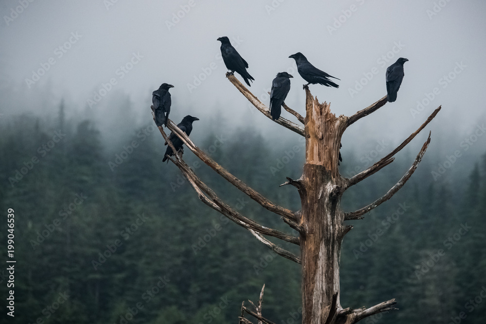 Murder of Ravens Stock Photo | Adobe Stock