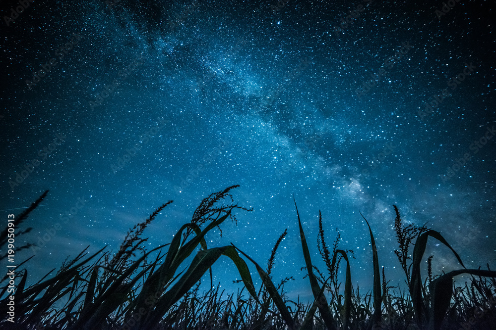 Stars above grean grass and meadow at night. Landscape with Milky Way ...