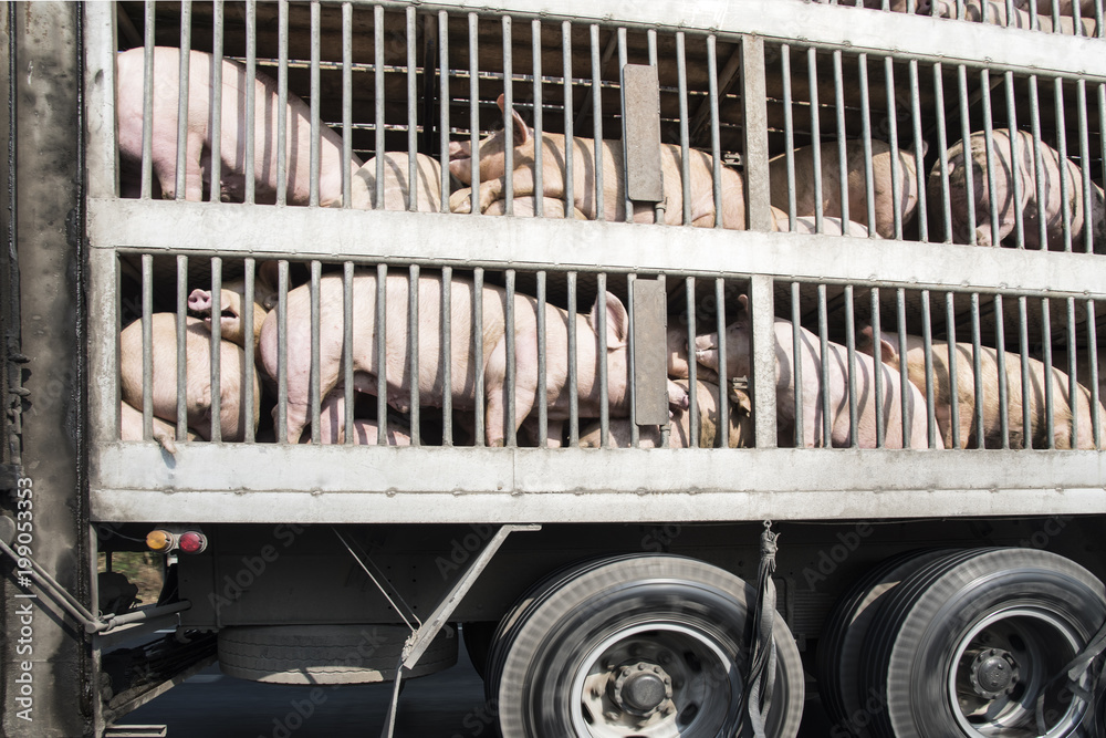 Plenty pigs in cages on the way during transport by truck to the ...