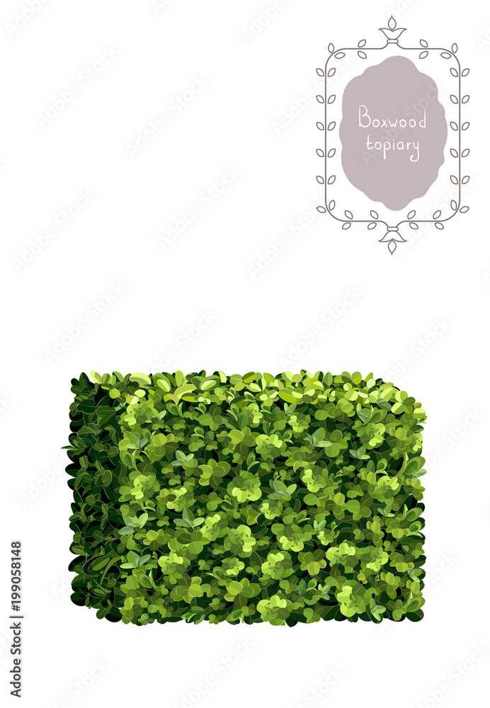 Boxwood topiary, border, garden plant, vector background. English ...