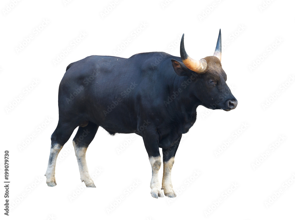 gaur isolated on white background Stock Photo | Adobe Stock
