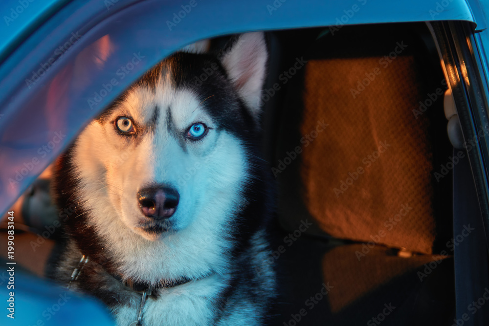 Beautiful Siberian husky sitting in car and looking at camera. Noble ...