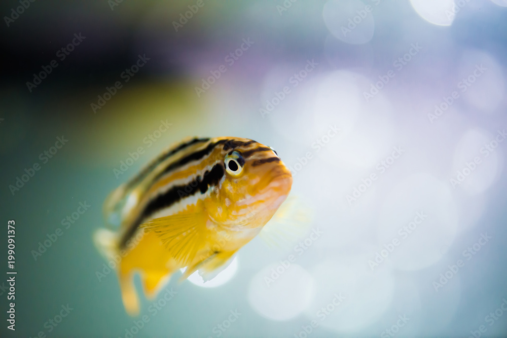Yellow Saltwater Fish With Black Stripes