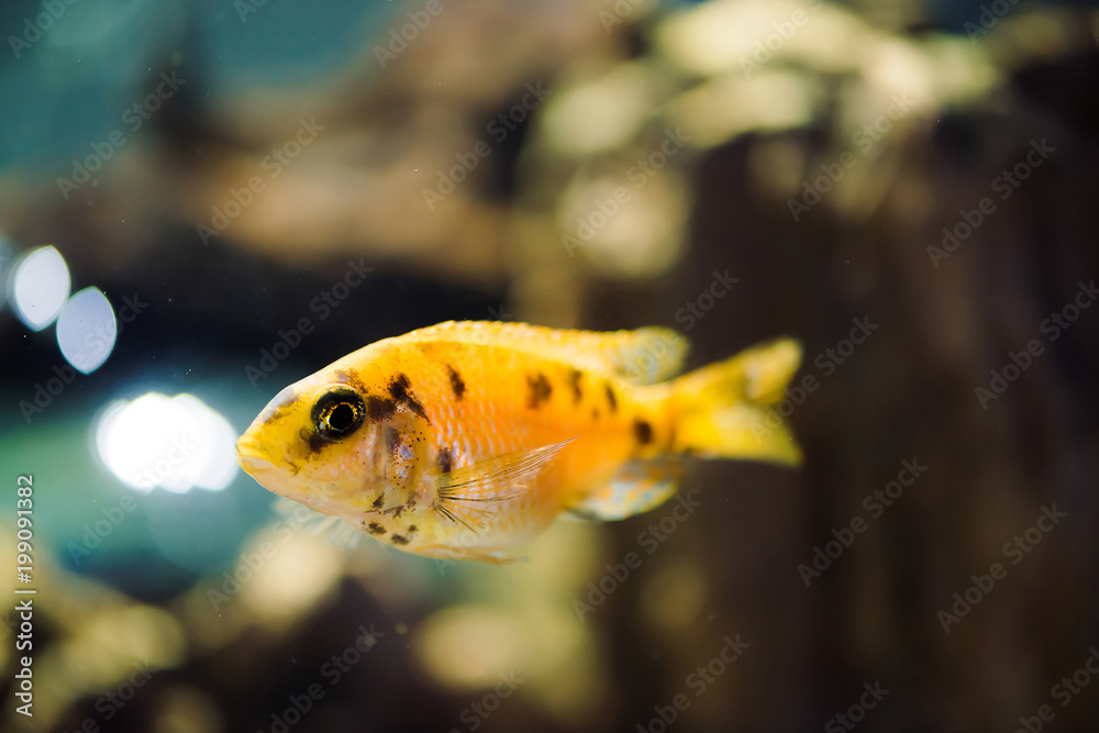Msobo Magunga fish of yellow color with black spots floats in aquarium ...
