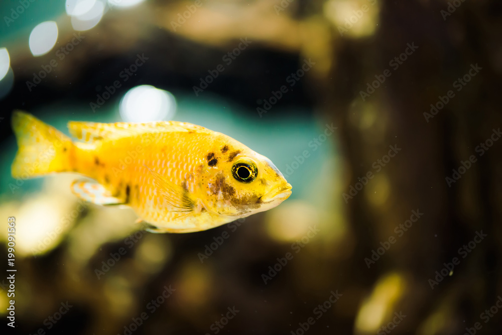 Msobo Magunga fish of yellow color with black spots floats in aquarium ...